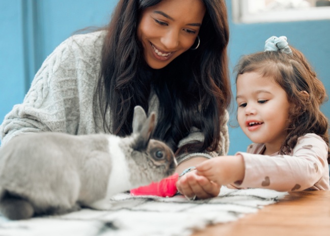 Keeping Your Rabbit Entertained | The Pet Vet | The Pet Vet