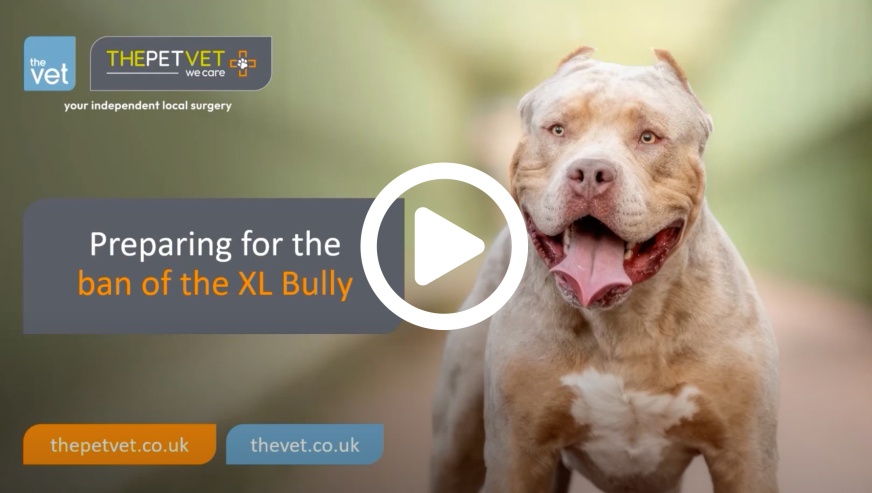 The XL Bully Ban – What This Means for Dogs and Their Owners | The Pet Vet