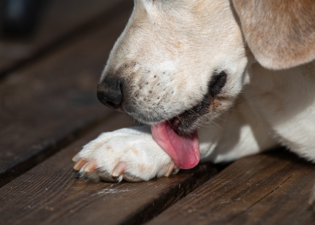 My Dog Is Constantly Licking Its Paws – What Does It Mean? | The Pet Vet | The Pet Vet