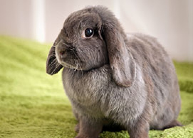 Rabbit Neutering | The Pet Vet