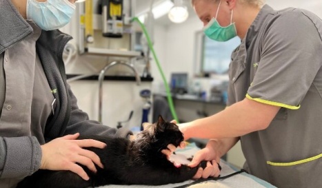 Vet Job Vacancies - Careers at The Pet Vet & The Vet | The Pet Vet