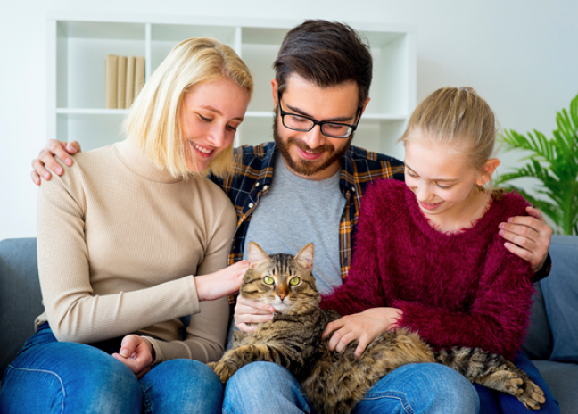 Getting your first kitten or cat | The Pet Vet