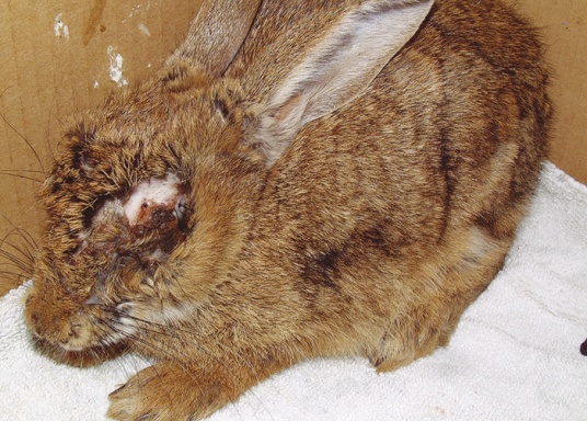 Rabbit diseases | The Pet Vet