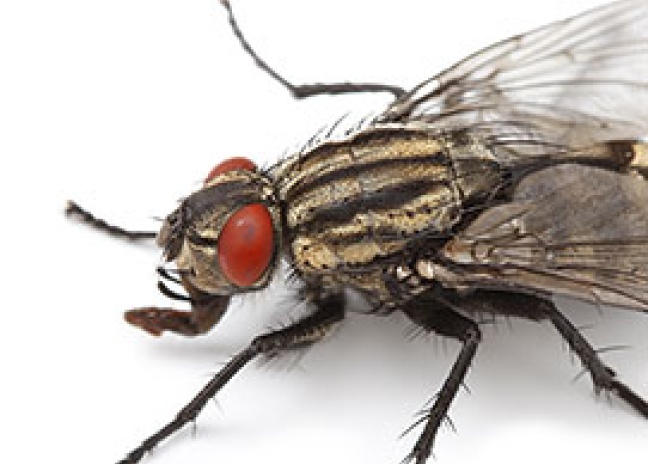 Flystrike: Prevention is better than cure | The Pet Vet