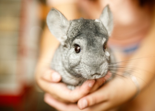 How to choose the right small animal as a pet | The Pet Vet