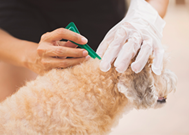 Get your pet's flea, worm and routine medication by post | The Pet Vet