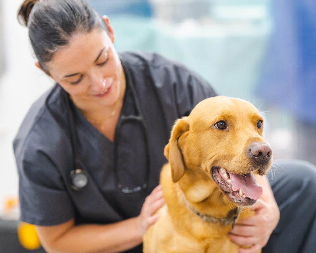 Barnsley - The Pet Vet
